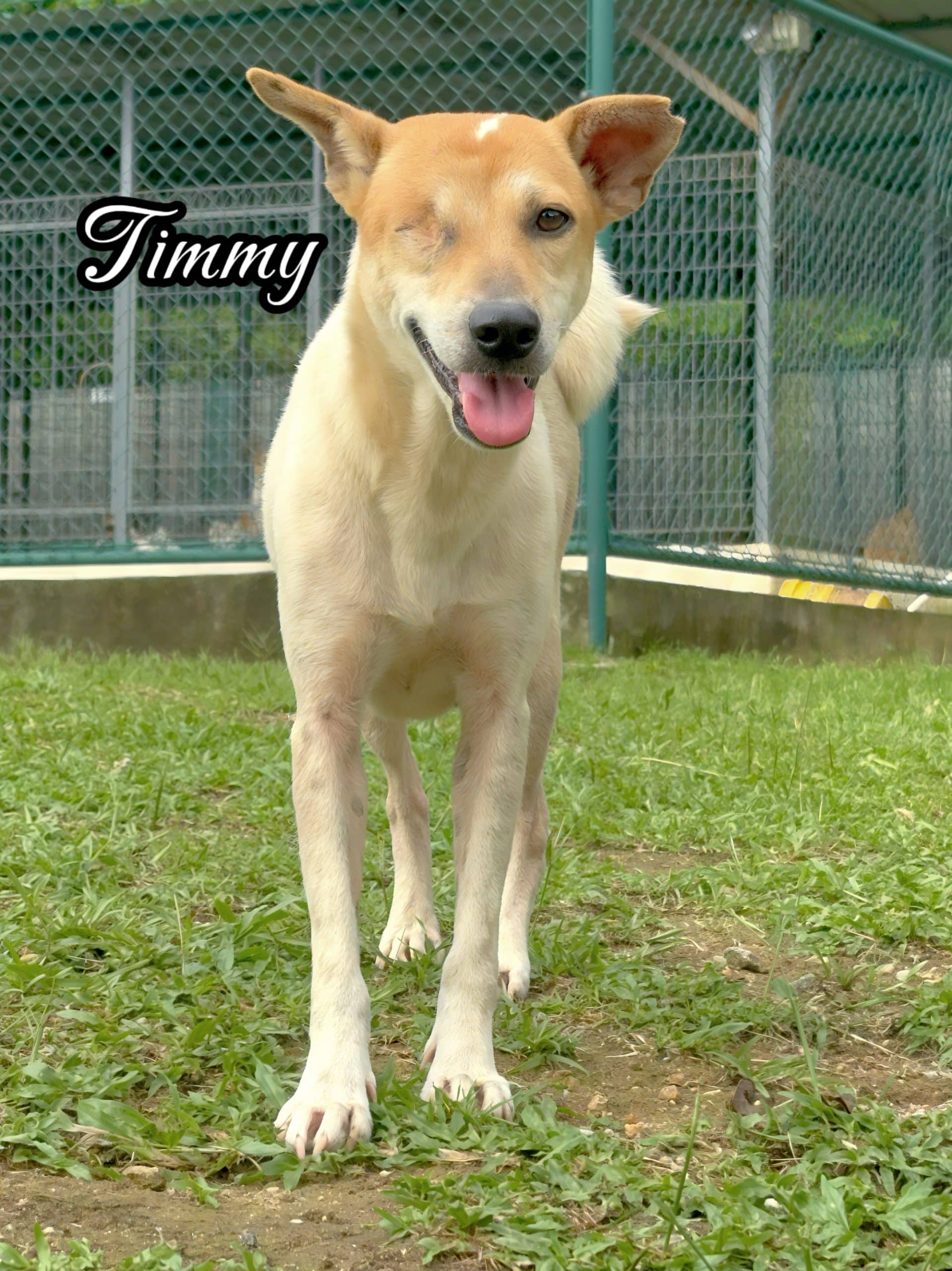 Timmy (lost one eye but full of love) - Strive for Animals Welfare
